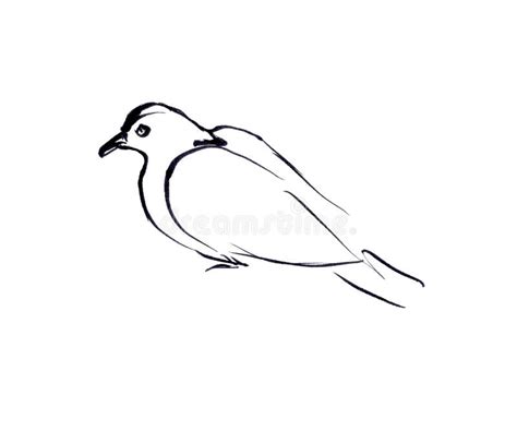 Dove Sitting Graphic Monochrome Black And White Drawing Stock