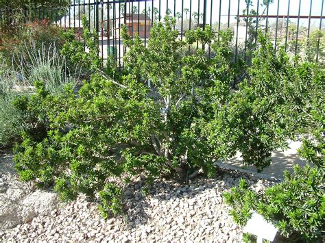 Myrtus Communis Boetica Twisted Myrtle Plantmaster