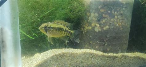 Help With Id Please Species Sex Rapistogramma