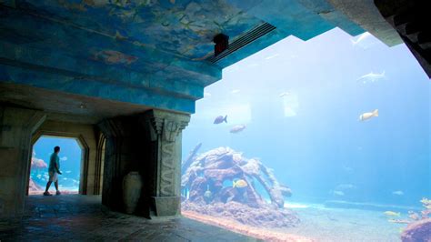 Atlantis Aquarium Nassau