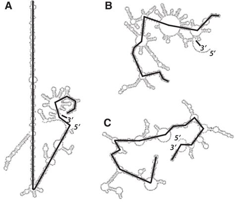Figure 1 From Visualizing The Global Secondary Structure Of A Viral Rna Genome With Cryo