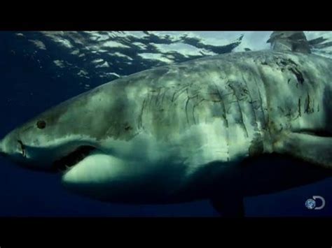 Signs Of Great Whites Mating Shark Week 2013 Youtube