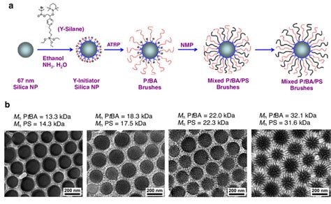 A Scheme Illustrating The Synthesis Of Mixed Ptbaps Brushes Grafted Download Scientific