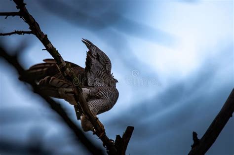 Hawk Perched On A Branch Against A Moody Sky Showcasing Its Intricate