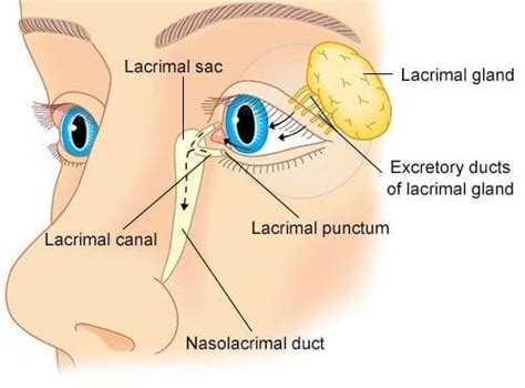 Dacryoadenitis Treatment Nyc Tear Gland Inflammation Downtown Manhattan