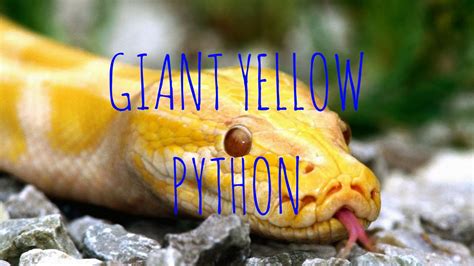 Giant Yellow Python Youtube Giant Yellow Python Youtube
