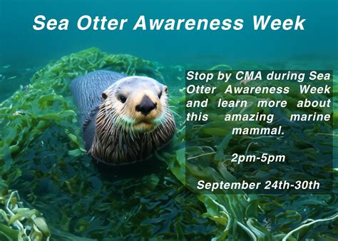 Sea Otter Awareness Join Us To Learn About This Cute And Important