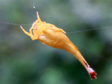 Top 10 Weirdest Spiders In The World With Honorable Mentions Hubpages
