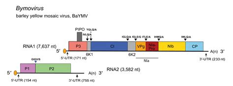 Genus Bymovirus Ictv