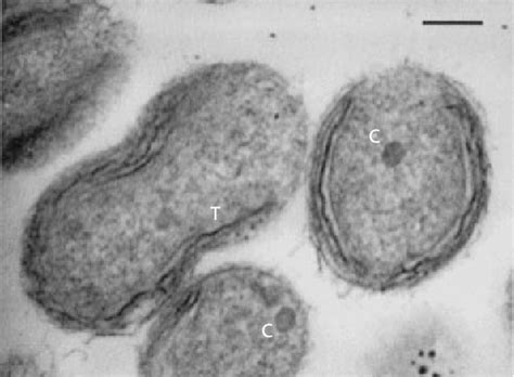 Figure 1 From Prochlorococcus Marinus Chisholm Et Al 1992 Subsp Pastoris Subsp Nov Strain