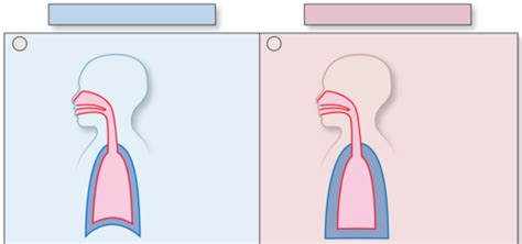 Bio 245 Respiratory Flashcards Quizlet