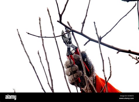 Picture Of A Man Pruning Apple Tree In December Stock Photo Alamy
