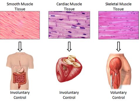 What Are Tissues? - Types & Explanation - Video & Lesson Transcript | Study.com
