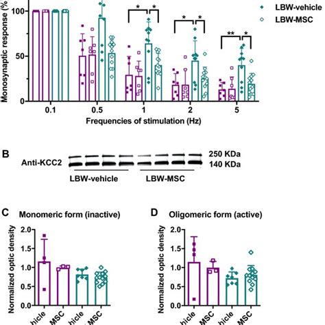 Early Excitability In The Lumbar Spinal Cord A The Relative