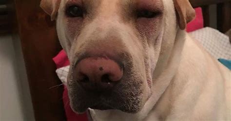 Hugie Bear Stung By A Bee Album On Imgur