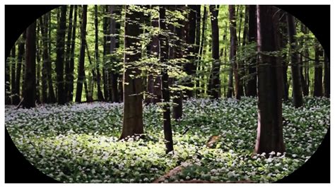 Peaceful Instrumental Relaxing Music Eporner