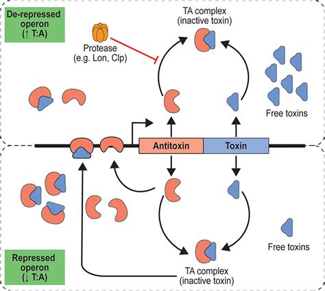 Toxin Antitoxin Systems Idr