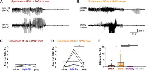 Spontaneous Generalized Seizures Gs In Pack And Bpac Mice During Lfp