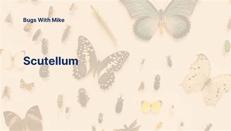 Scutellum