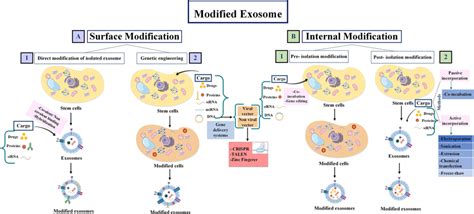 Exosome Encapsulation A Basis Of Structure And Morphology