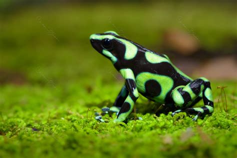 Green And Black Poison Dart Frog Dendrobates Auratus The Nature Admirer