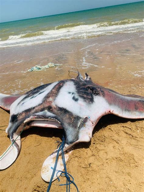Giant Manta Ray Weighing Over 500 Kilograms Caught In Mannar Breaking