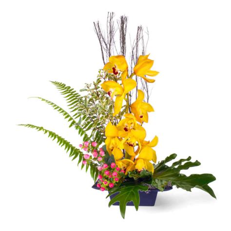 Zen Cymbidium Orchid Arrangement Flower Delivery Fairfax Va
