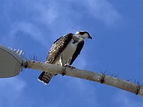 Bird Of Prey In National City Ca By San Diego Bay Rwhatsthisbird