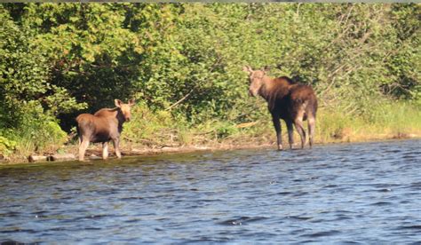 Secrets Of Maines Allagash Wilderness Forests Touristsecrets