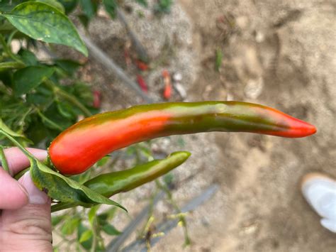 Classification Of Pepper Classification Model By Yolo