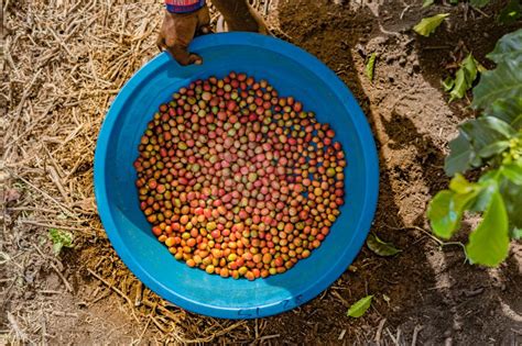 This Catalog Aims To Present Information For Coffee Producers And