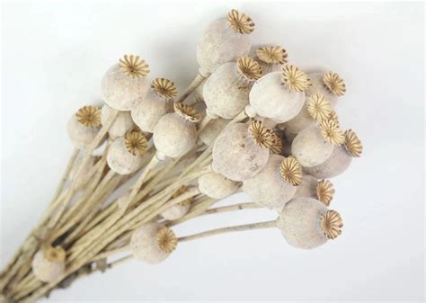 Buy Papaver Stems Dry Poppy Seeds Flueri Floueri
