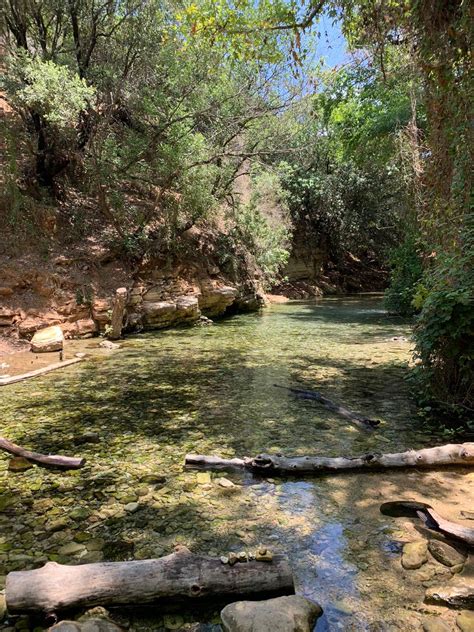 מאיר ליוש Meir Layosh On Twitter Rt Betarworld תכנית גור אריה הצעירים שלנו מצרפת יצאו