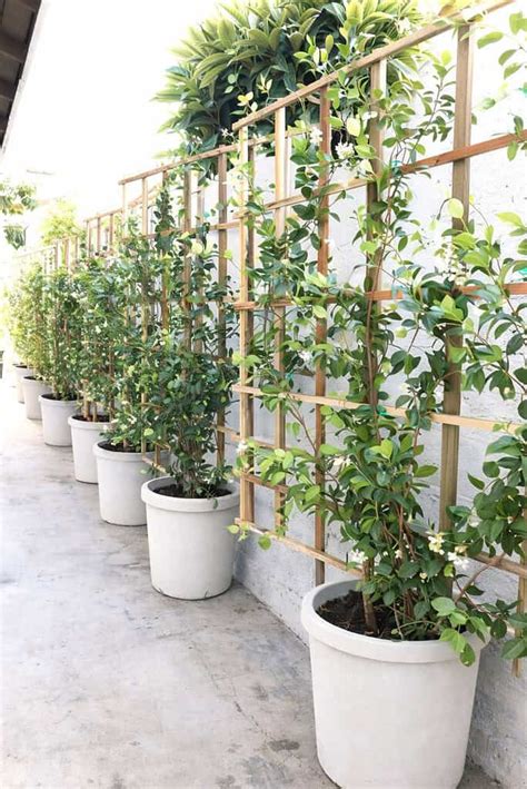 How To Grow Star Jasmine On A Trellis For A Show Stopping Garden