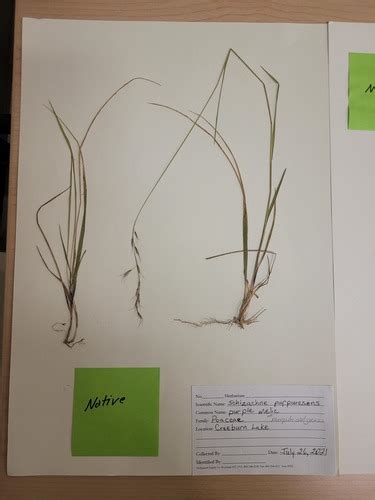 Native Invasive And Noxious Grass And Sedges Identification