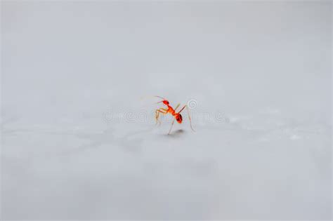 Tiny Red Ant On A White Surface Stock Image Image Of Wildlife