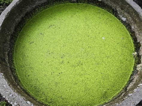 Green Tiny Algae Fungus Grass Floating On The Surface Of The Water Stock Image Image Of Grass