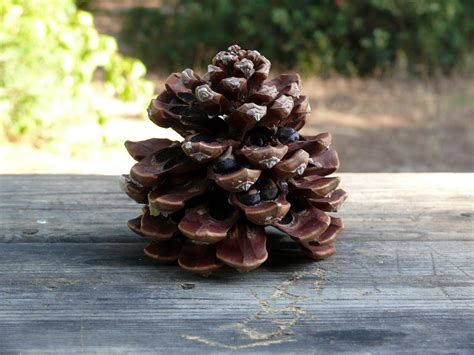 Pick A Peck Of Pickled Pine Nuts Not So Spanish