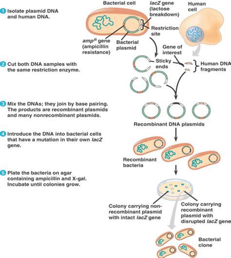 Quia Ap Chapter 20 Dna Technology And Genomics Detailed