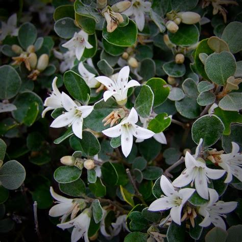 Correa Alba ‘white Correa Nuthin But Natives