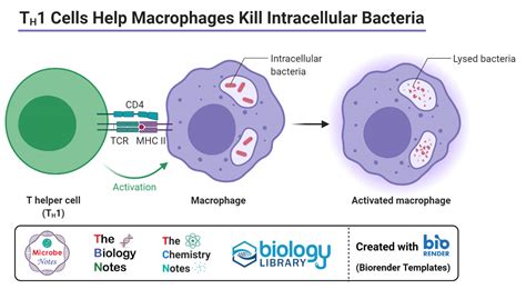 Macrophage Cell Structure