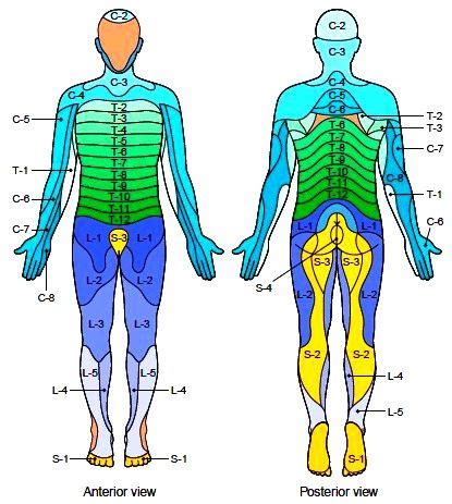 Spinal Dermatomes Chart Spinal Cord And Dermatome Map Poster Spinal