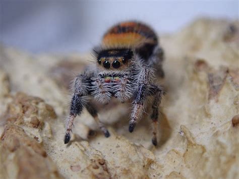 Shop Jumping Spiders Web