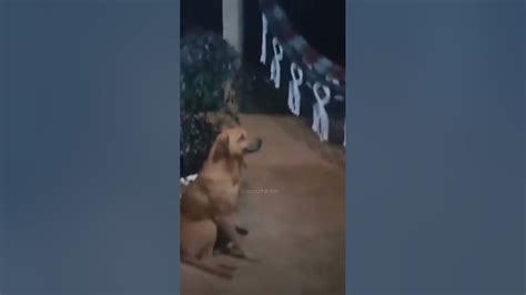 Keşfet Keşfetbeniöneçıkar Keşfetteyiz Sigmarulesigma Shorts Youtube