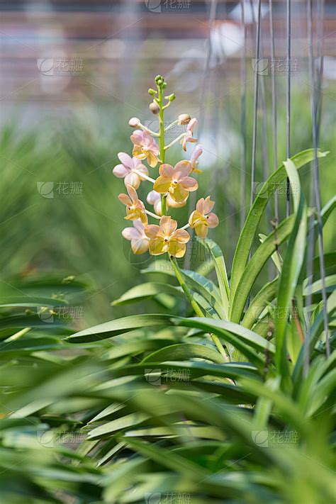 兰花在泰国被认为是花中之王