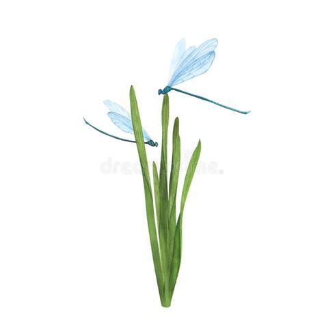 Grass With Flying Dragonflies Isolated On White Watercolor Hand Drawn