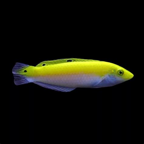 Canarytop Wrasse Wrasse Geemarine