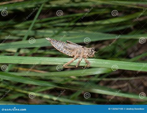 Dragonfly Nymph Pupa Shell On A Grass Stock Image Image Of Emerging Instar 132567105