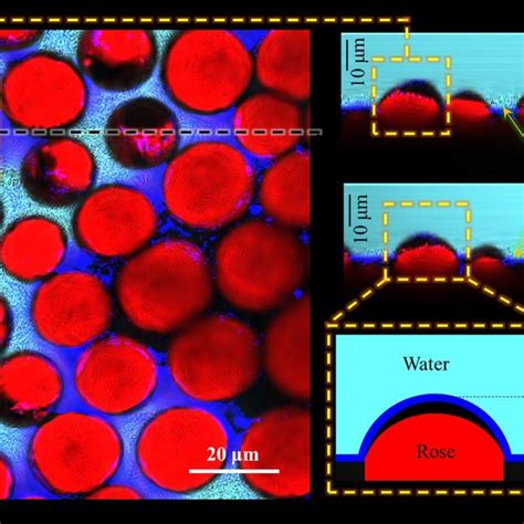 Composite Confocal Microscopy Image Reconstructions Showing The Interface Download Scientific