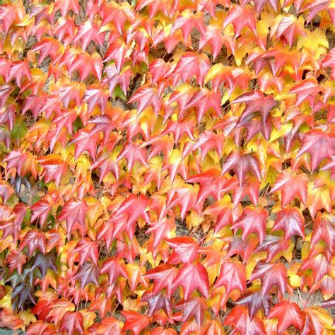 Boston Ivy Parthenocissus Tricuspidata Green Spring Artificial
